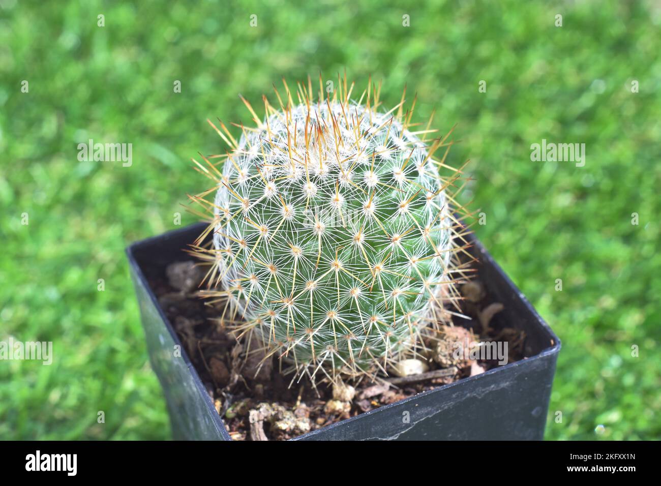 Golden barrel cactus in the black plastic square pot with a green grass ...