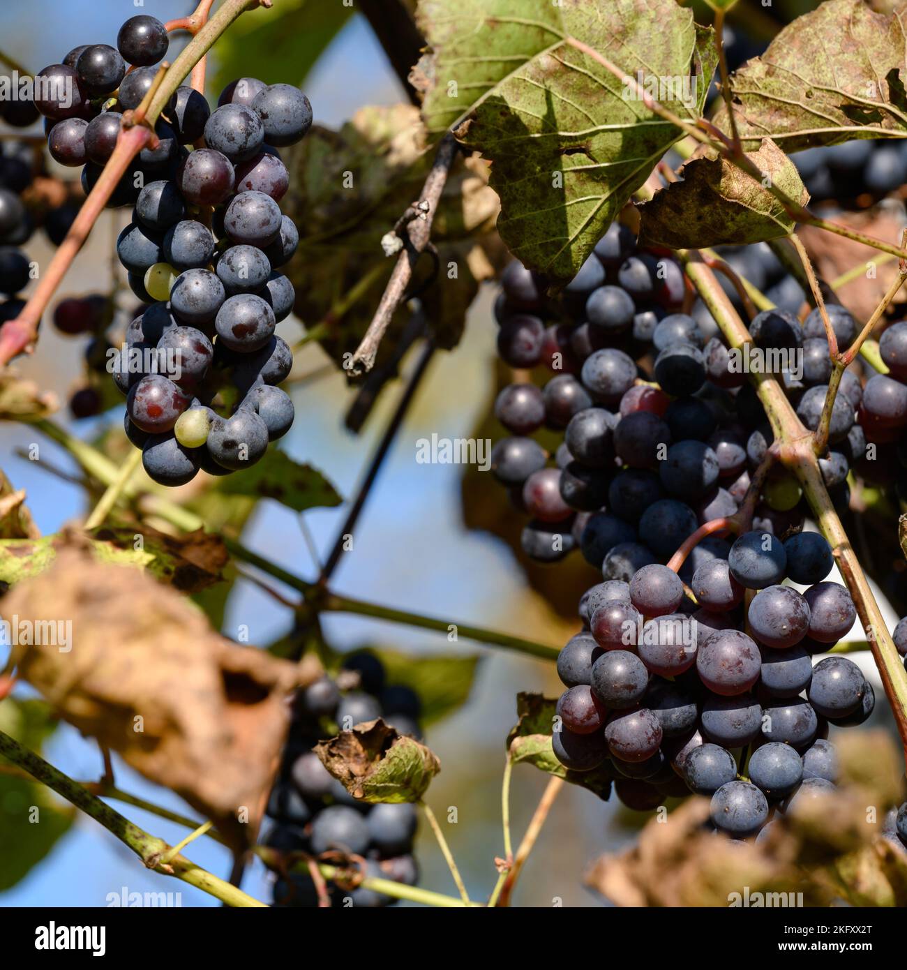 Ripe and small blue grapes with already dry leaves, bunches of grapes ...