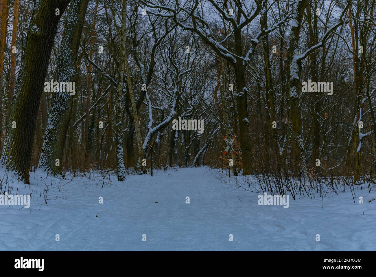 a forest path covered in snow at night, a forest path in winter Stock ...