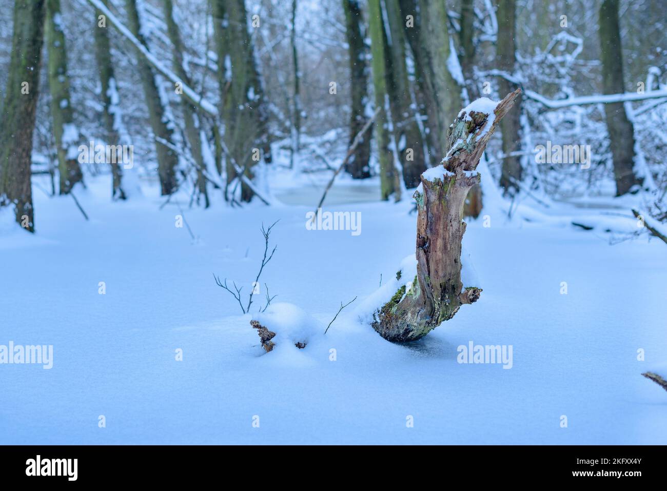old rotting wood sticking out of the snow cover, nice blue winter ...