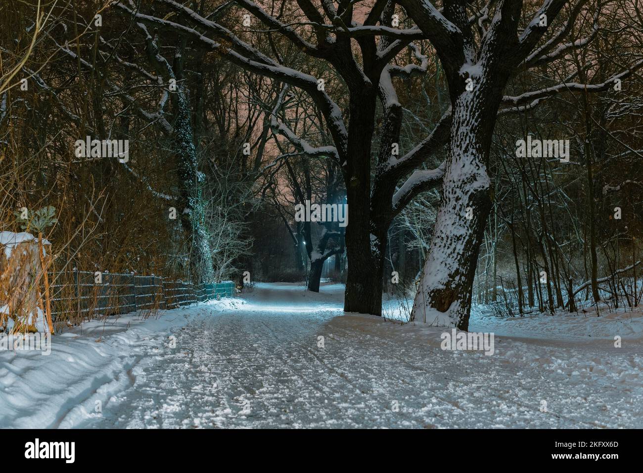 A snowy, lighted forest road at night with oak trees along the roadside ...