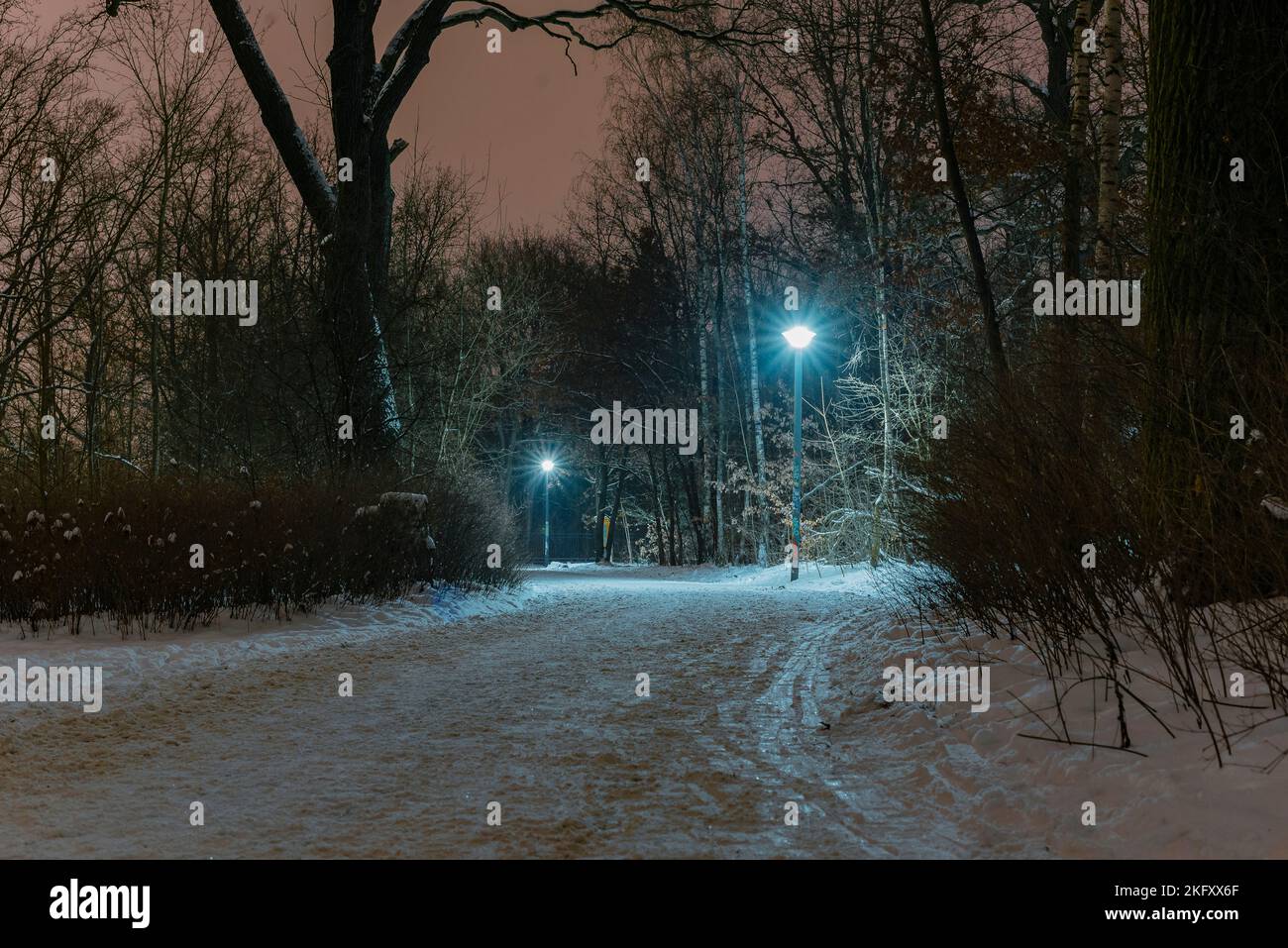 A snowy, lighted forest road at night with oak trees along the roadside ...