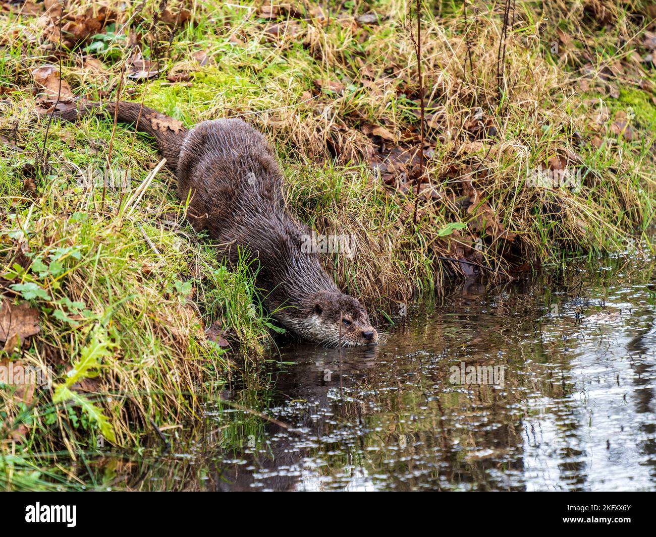 Otter Drinking Water Stock Photo - Alamy