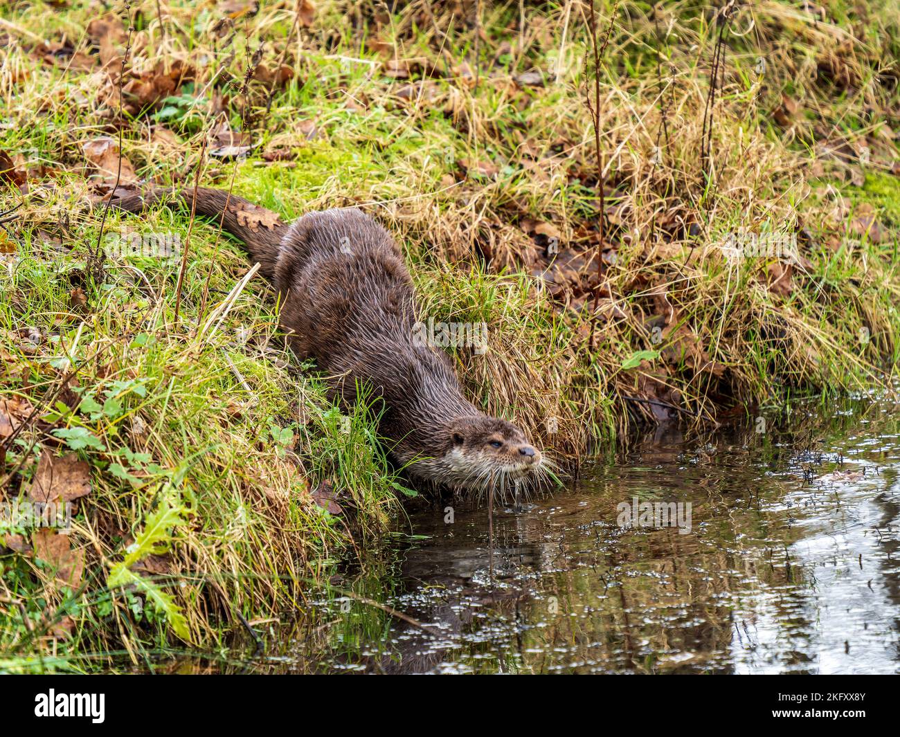Drinking otter hi-res stock photography and images - Alamy