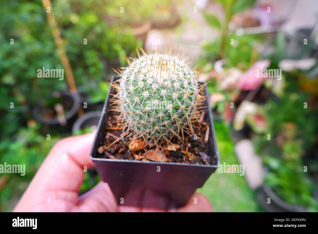 Golden barrel cactus in the black plastic square pot on the hand with a ...