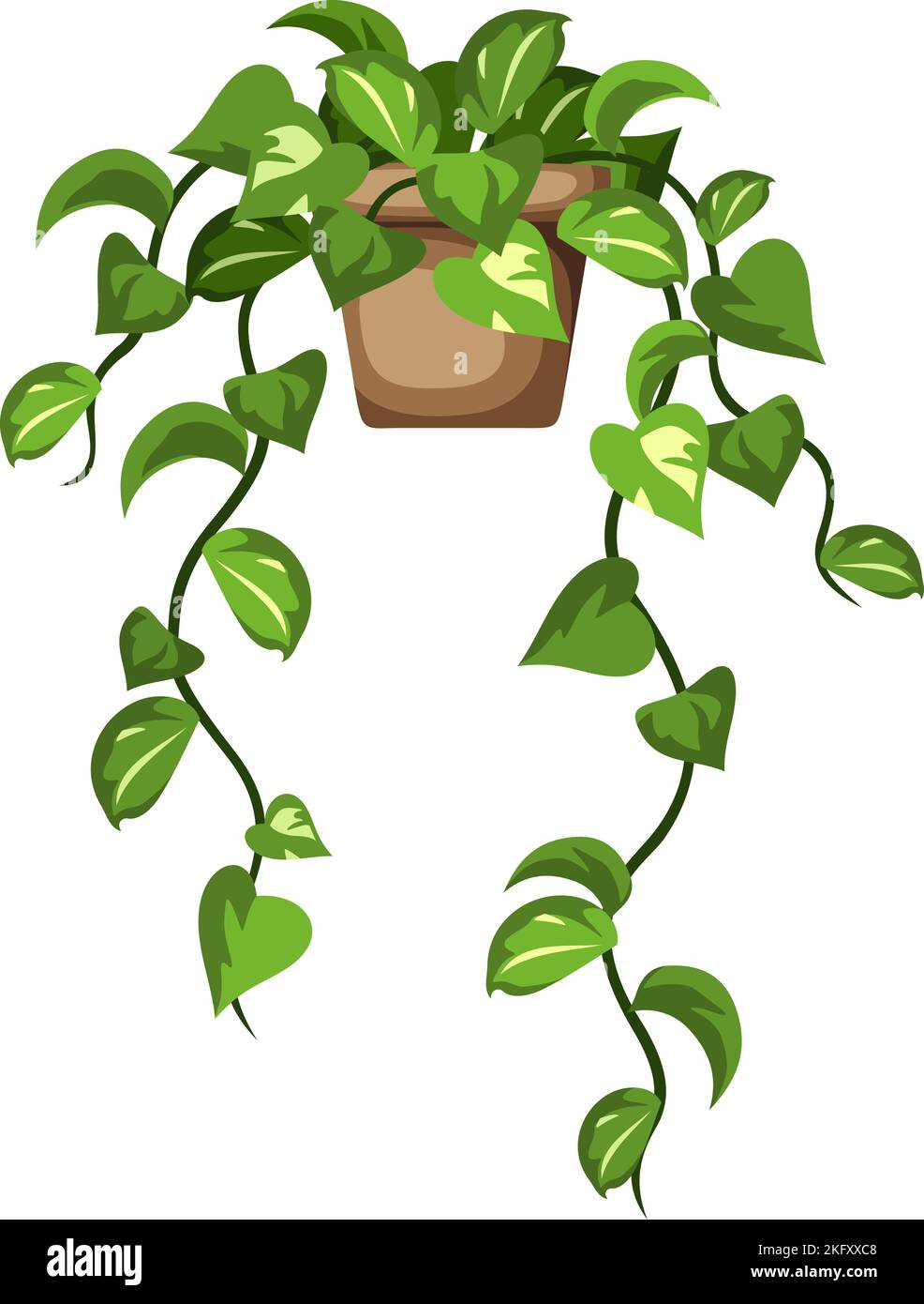 Pothos plant. Climbing houseplant in a pot isolated on a white ...
