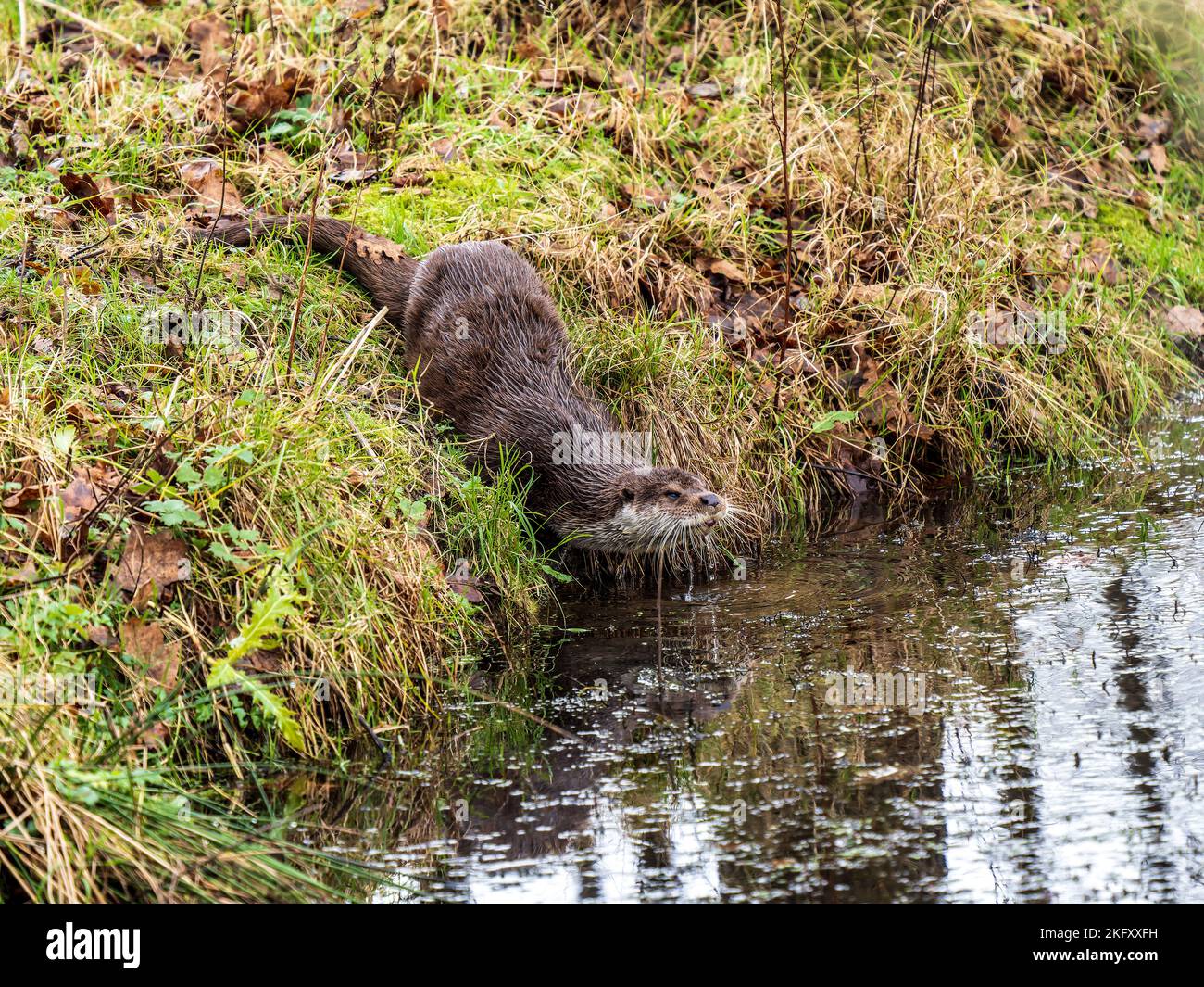 Otter Drinking Water Stock Photo - Alamy