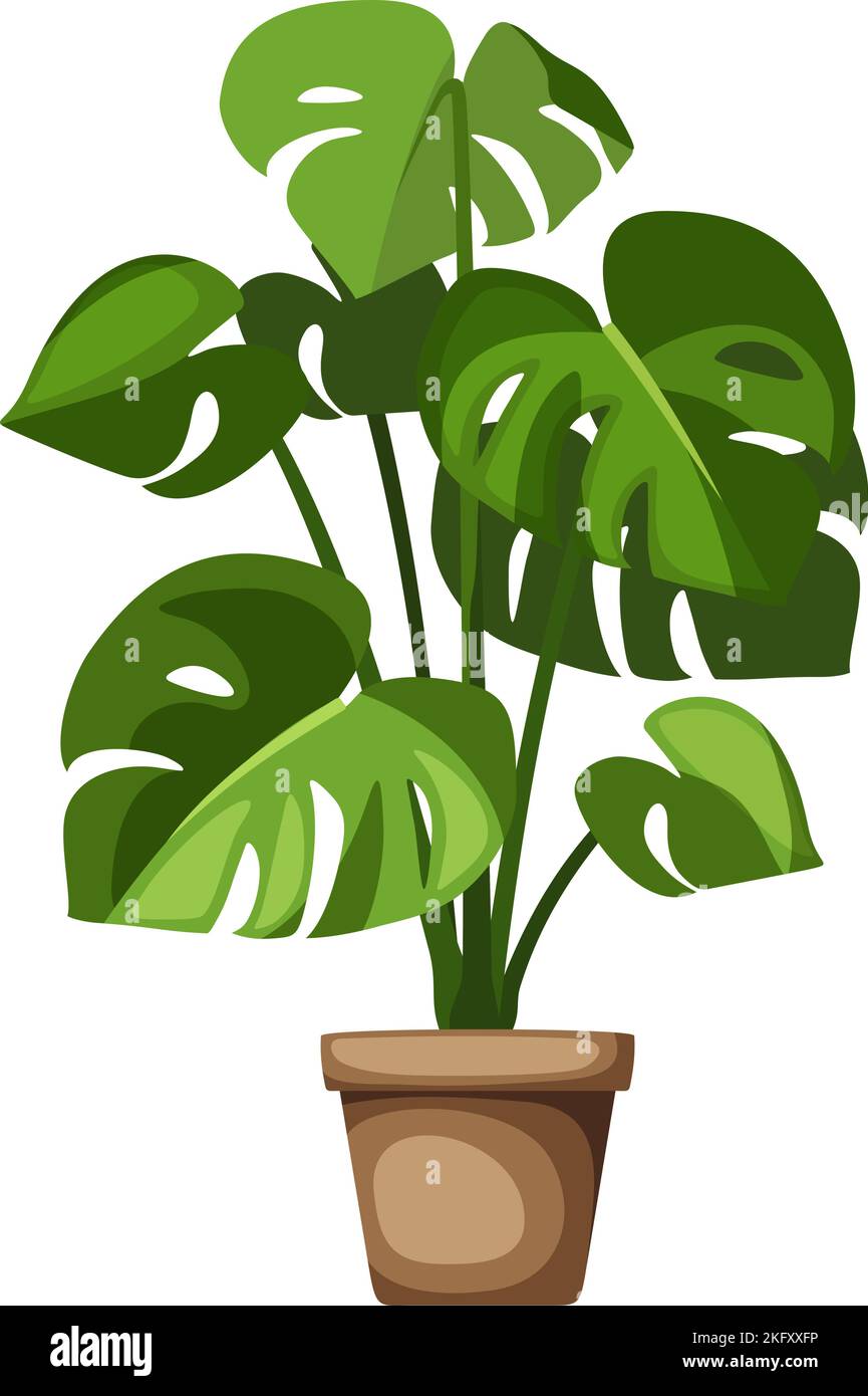 Monstera plant. Tropical houseplant in a pot isolated on a white ...
