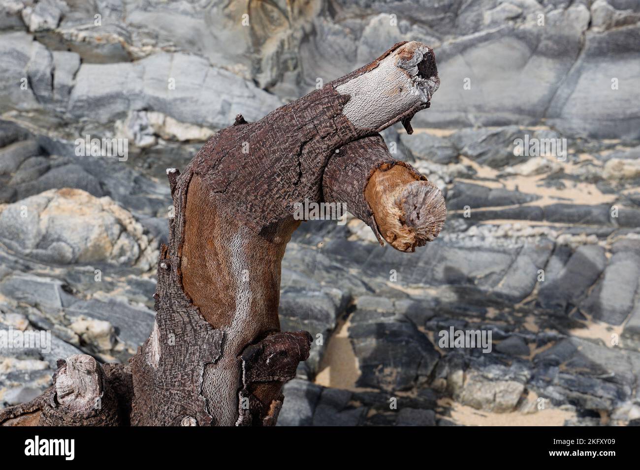 Drift wood pattern hi-res stock photography and images - Alamy