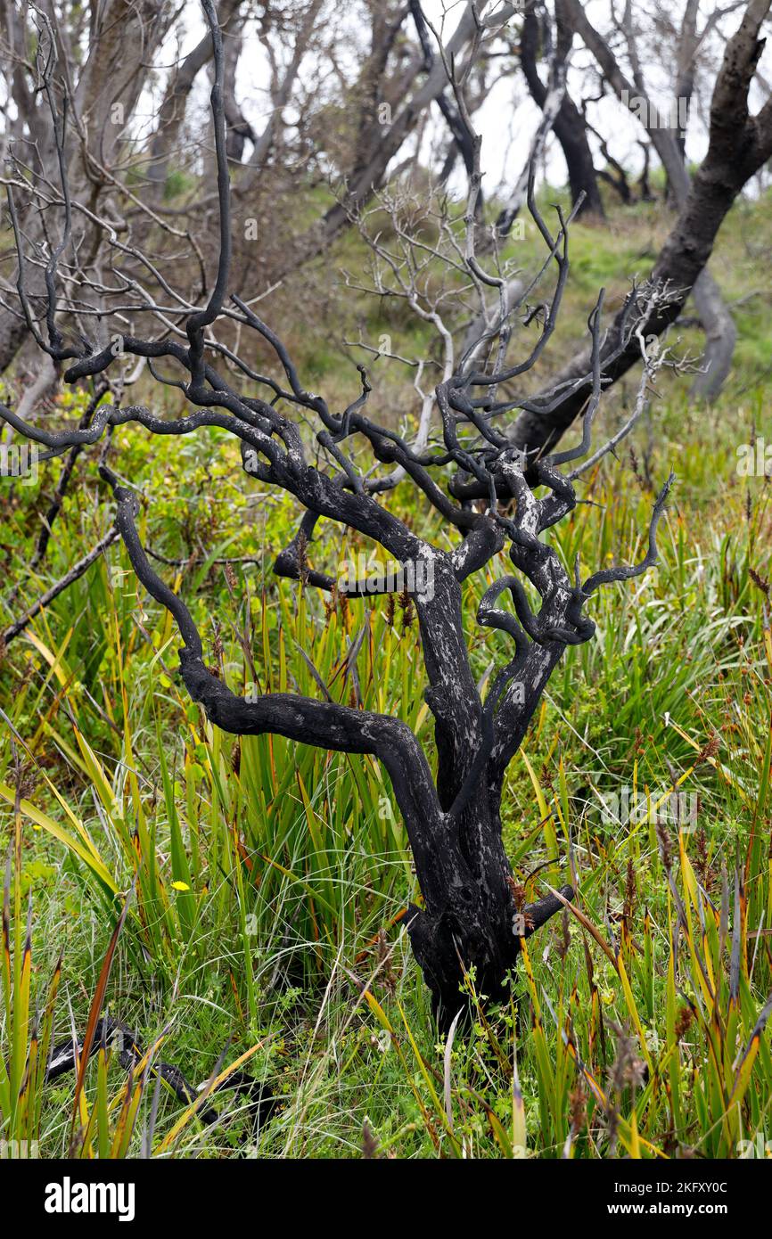 Burnt tree in the Cape Conran Coastal Park, Victoria, Australia Stock ...