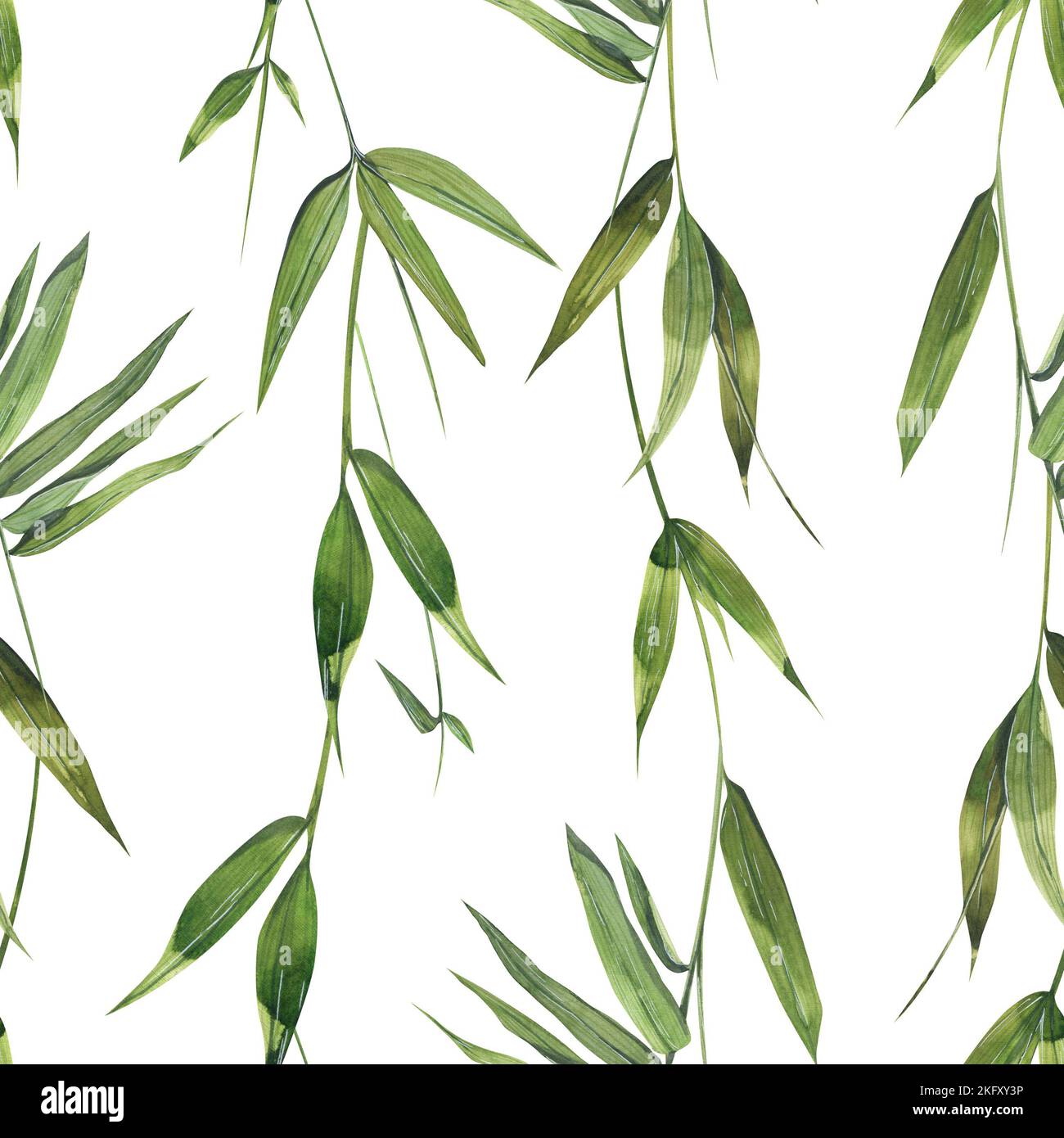 Bamboo twigs and leaves are green on a white background. Watercolor ...