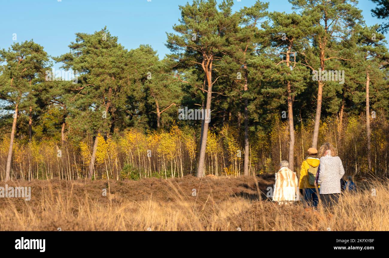 family walks in fall forest near utrecht on utrechtse heuvelrug Stock ...