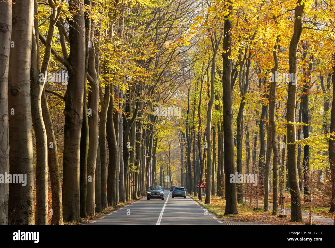 cars on forest road in autumn near utrecht in the netherlands Stock ...