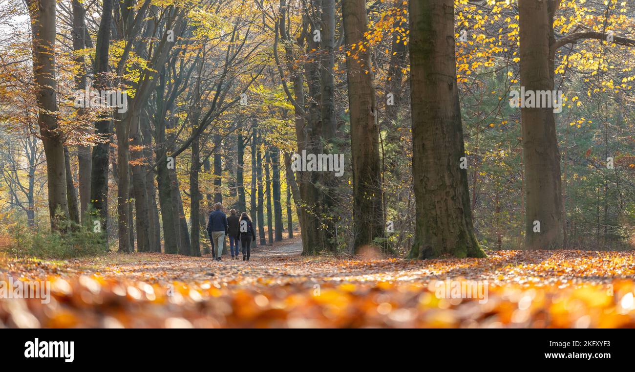 family walks in fall forest near utrecht on utrechtse heuvelrug Stock ...