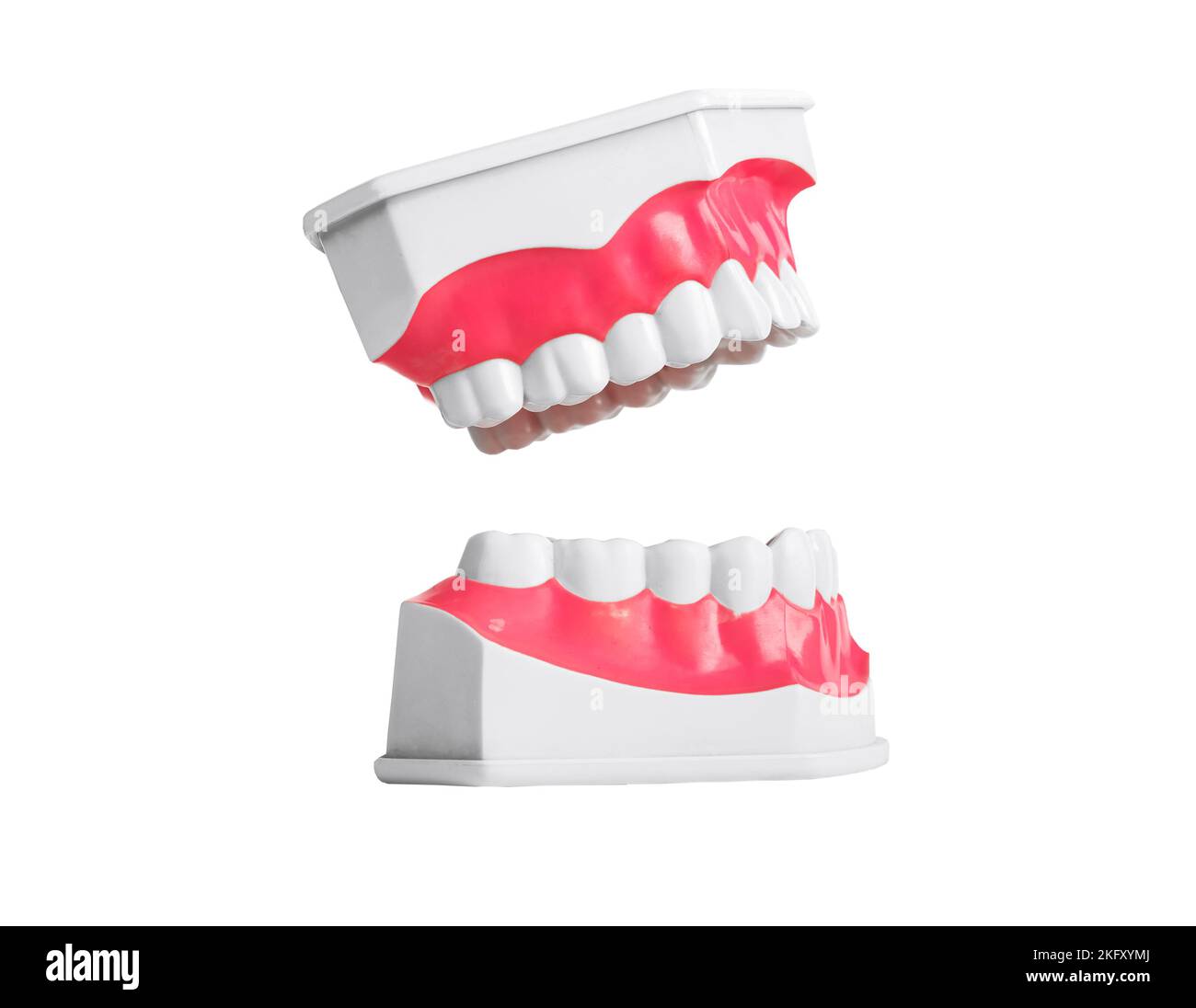 Teeth of fake artificial open jaw model, side view. Tooth isolated on ...
