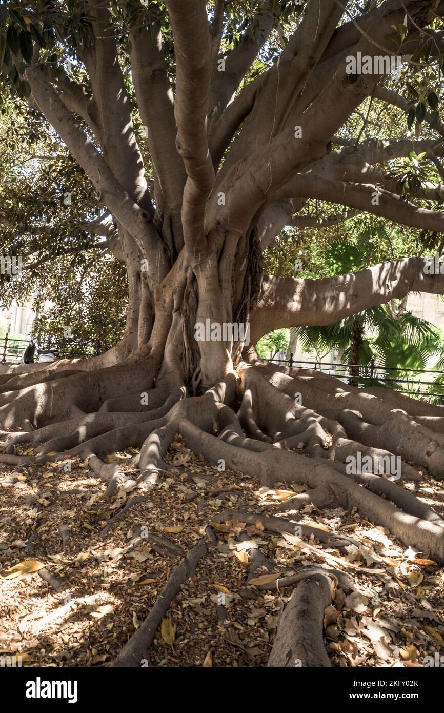 A vertical shot of a huge tree with many roots growing in a park Stock ...
