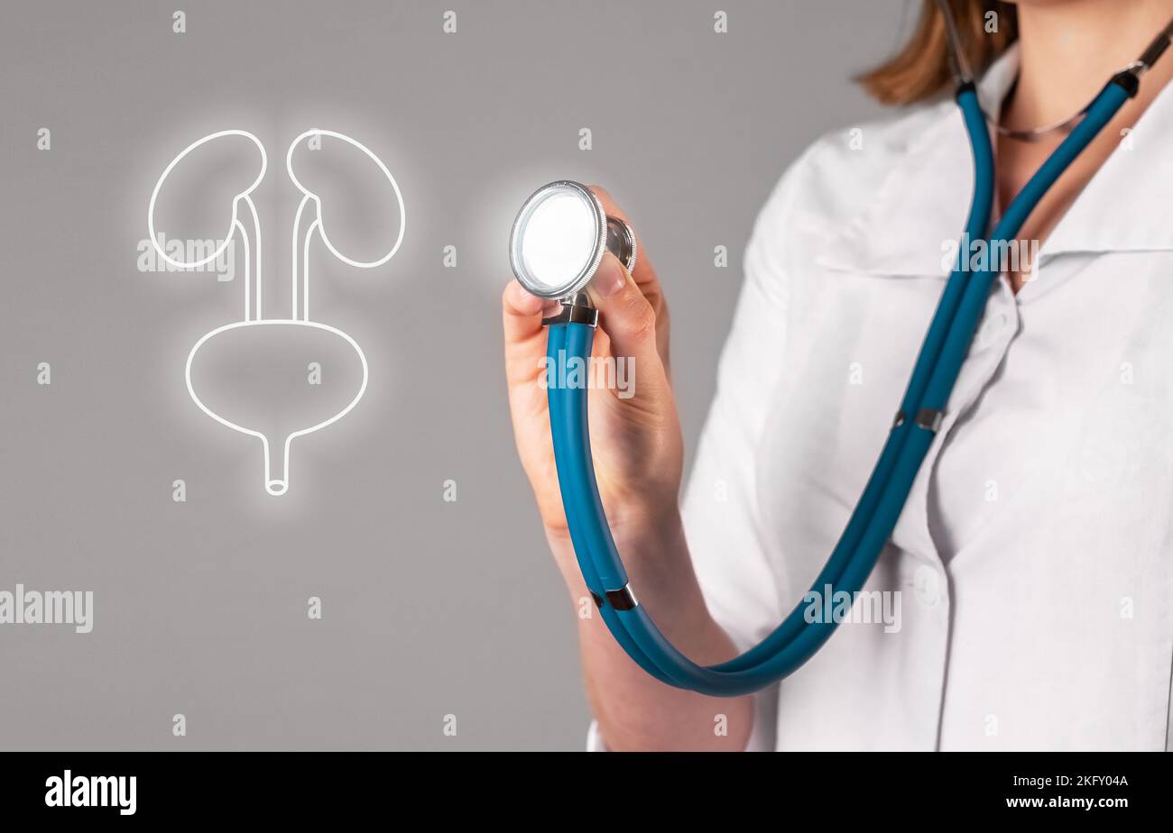 Urinary disease and health concept. Doctor checking bladder, kidneys ...