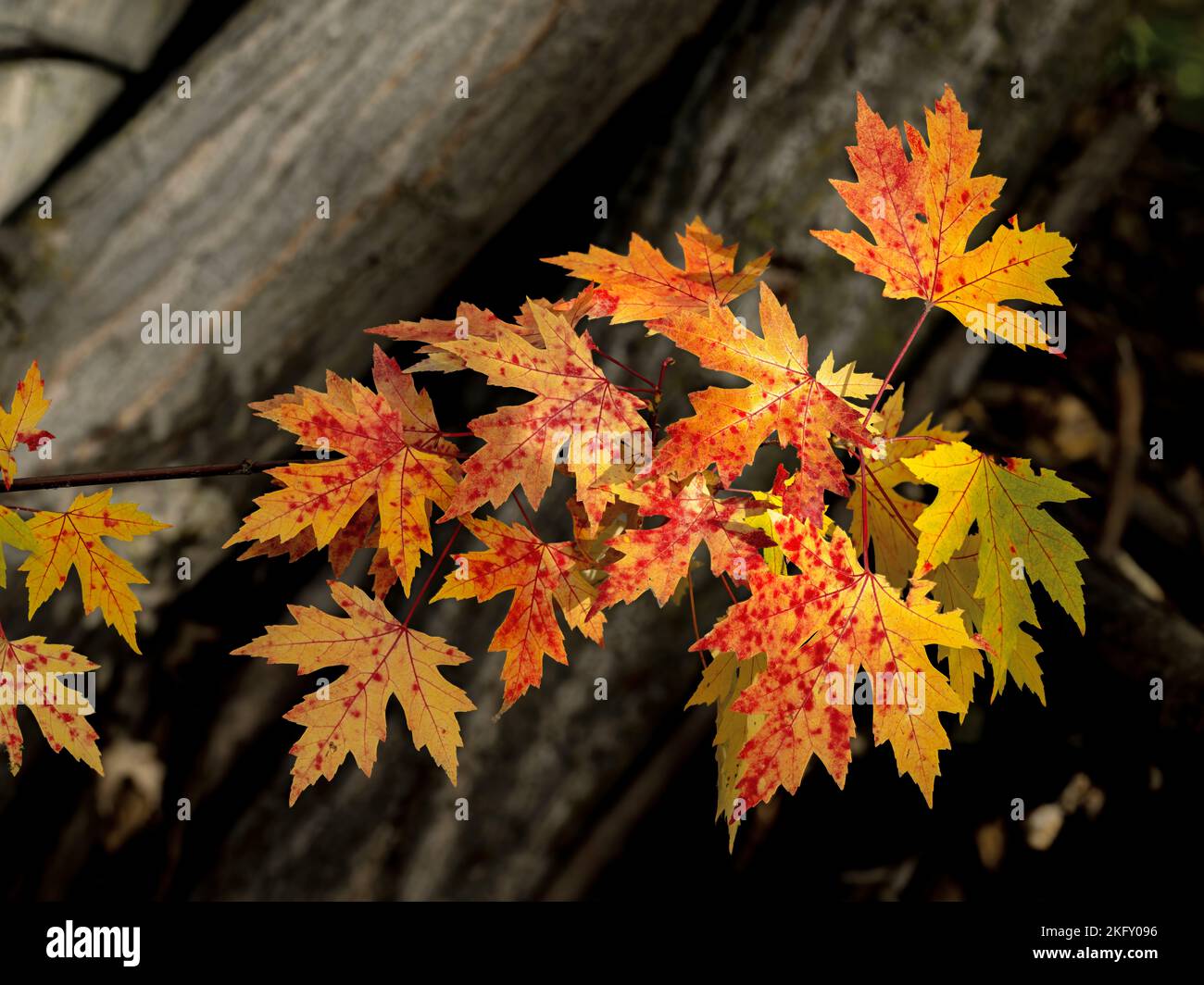 Spot sunlight shines on hi-res stock photography and images - Alamy
