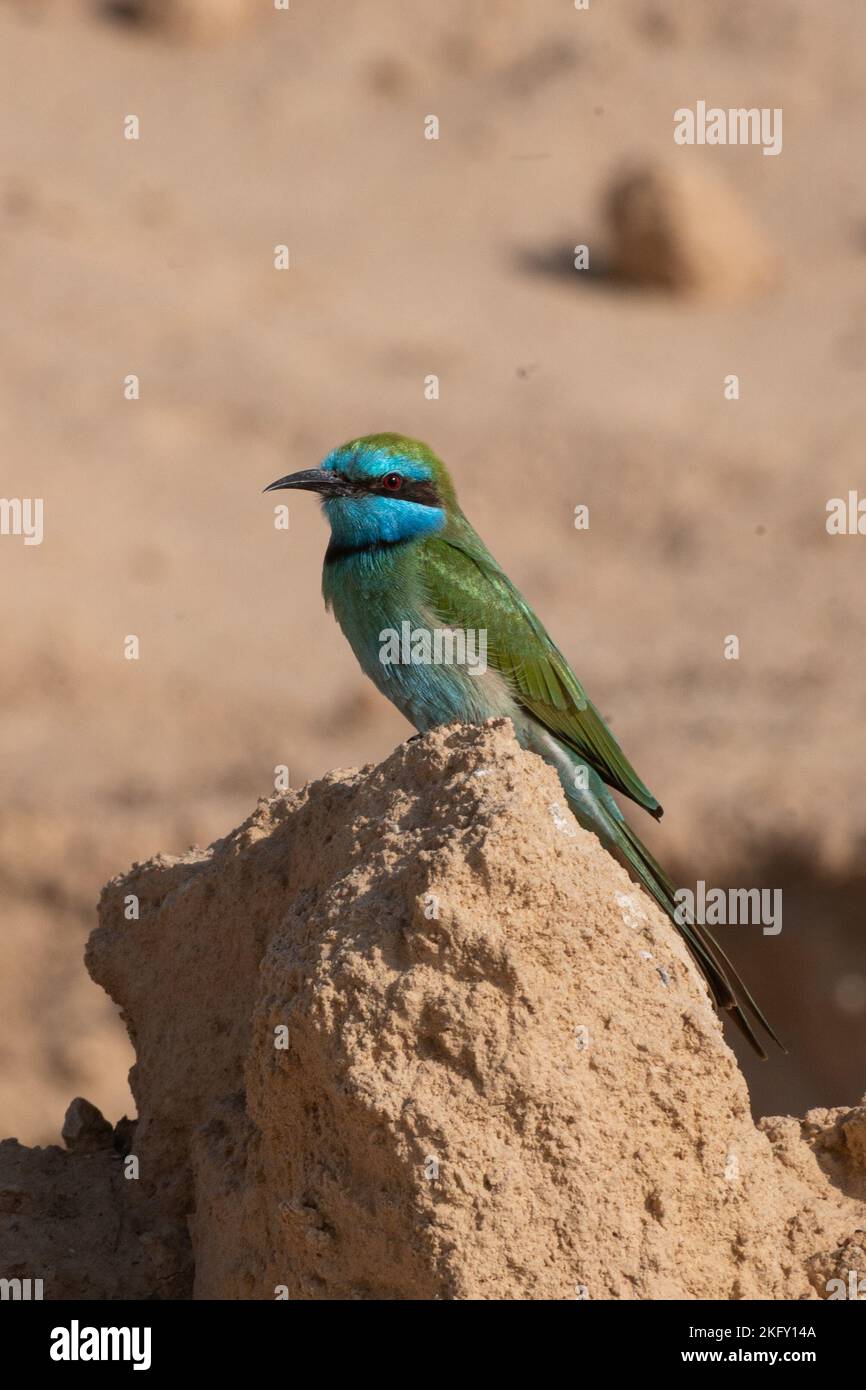Arabian green bee-eater on the rock near Eilat, Israel Stock Photo - Alamy