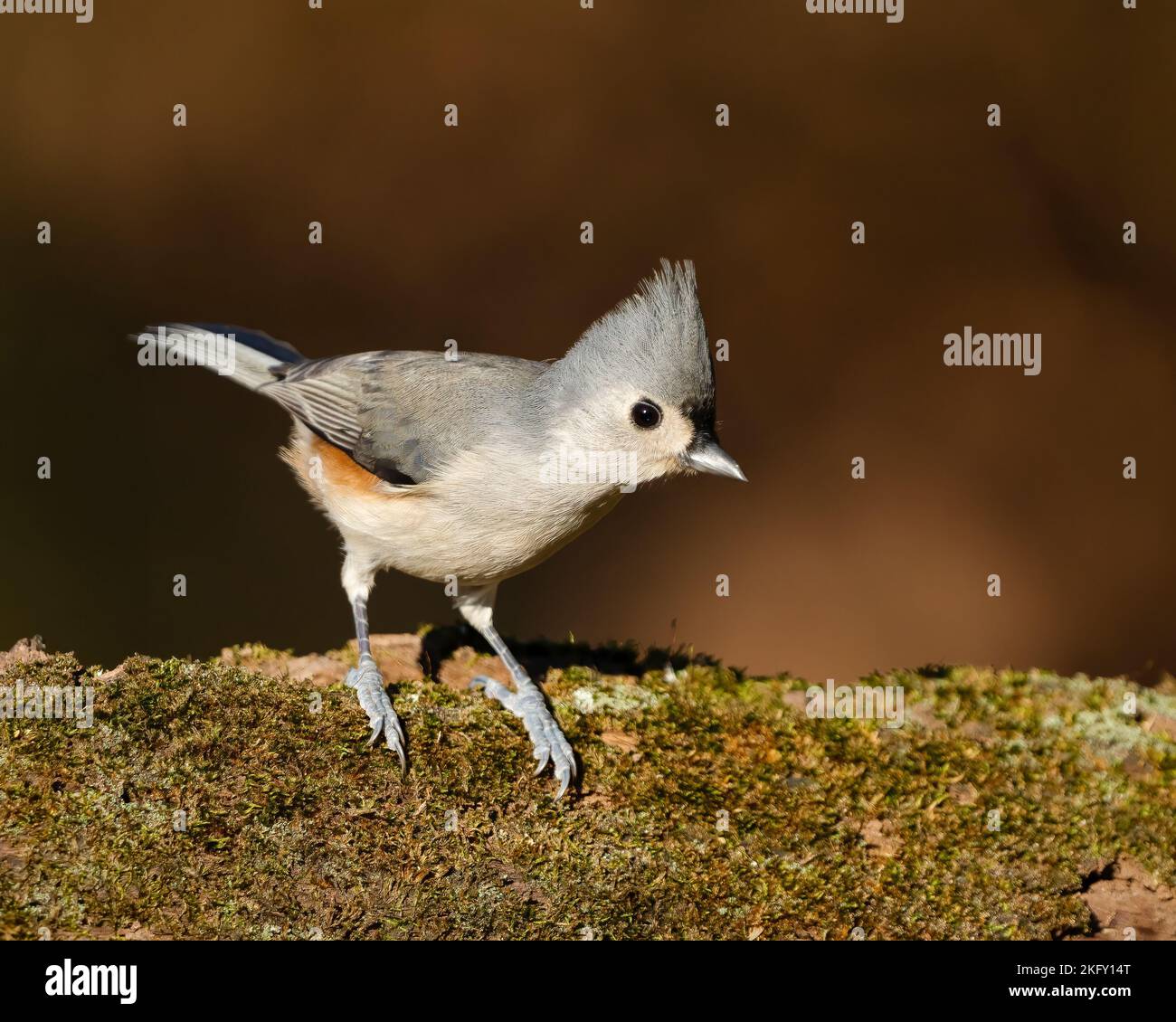 A closeup shot of a Tufted titmouse bird on the branch of the free ...