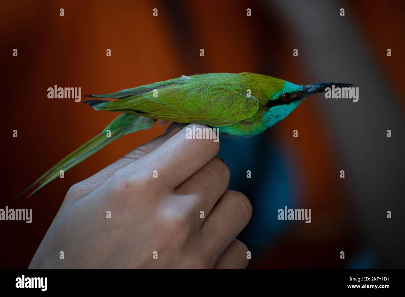 Arabian green bee-eater caught to be ringed in the birdwatching center ...