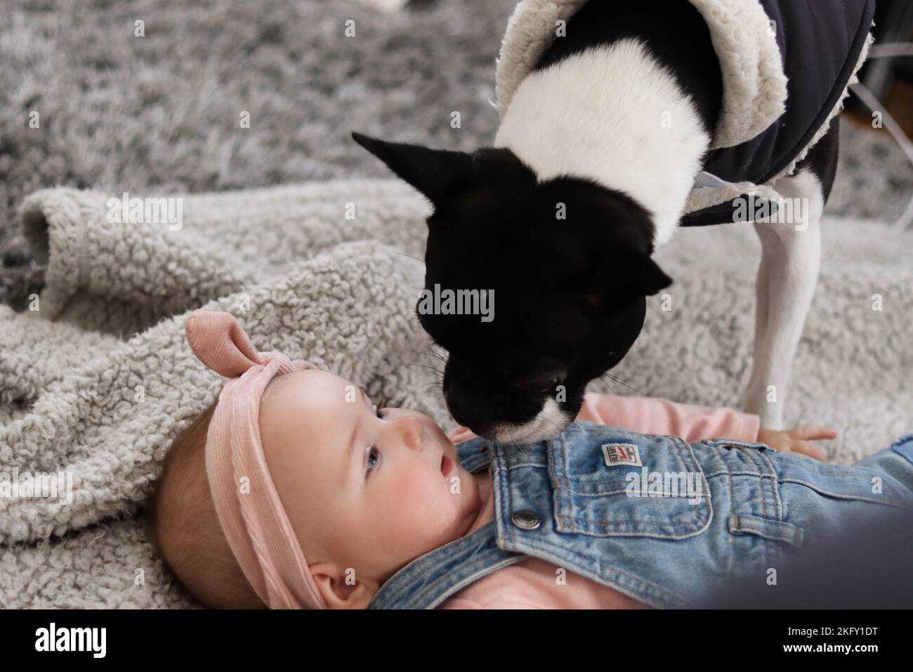 A Caucasian little baby playing with Boston Terrier dog Stock Photo - Alamy