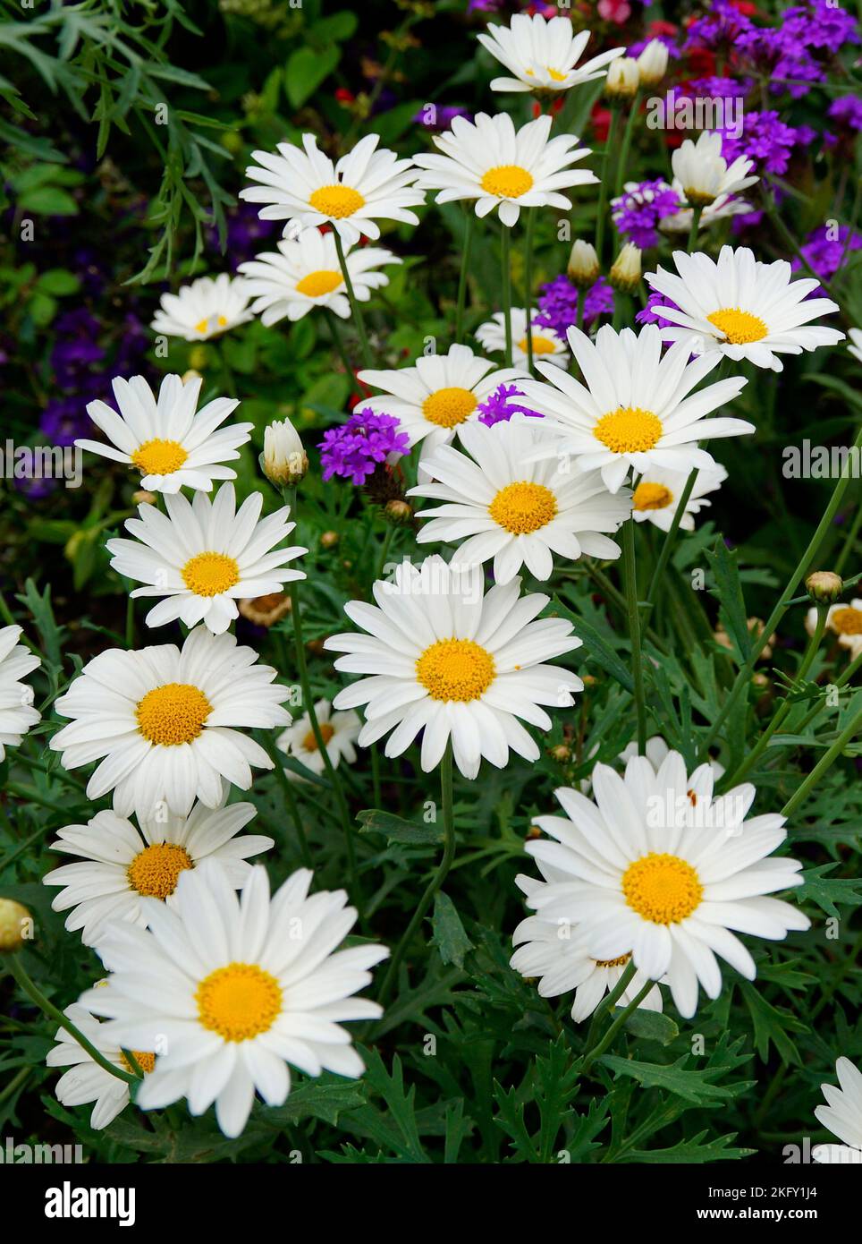 lot of gorgeous large daisies or camomiles together with purple flowers ...