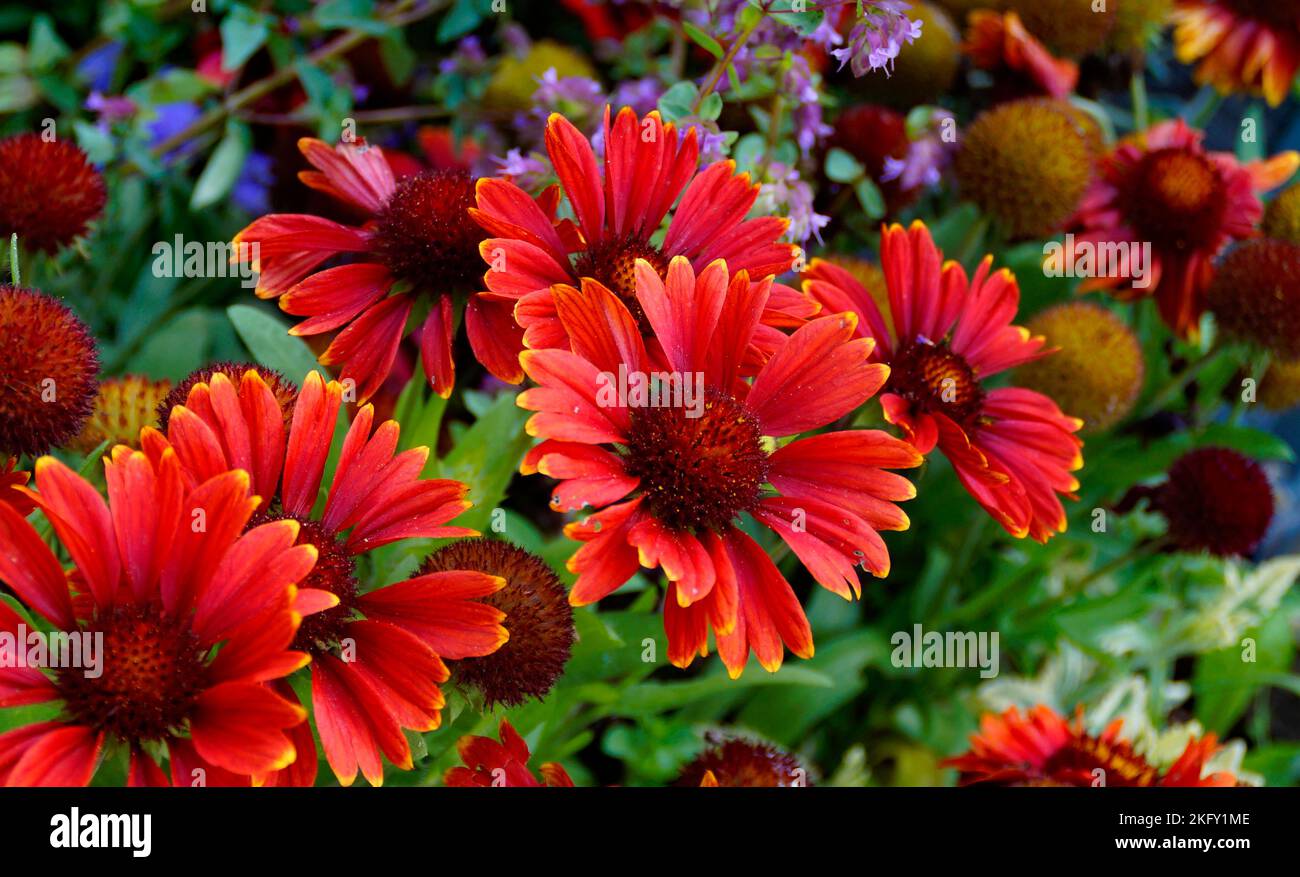 gorgeous colorful red flowers of coneflower or Echinacea 'Evolution' in ...