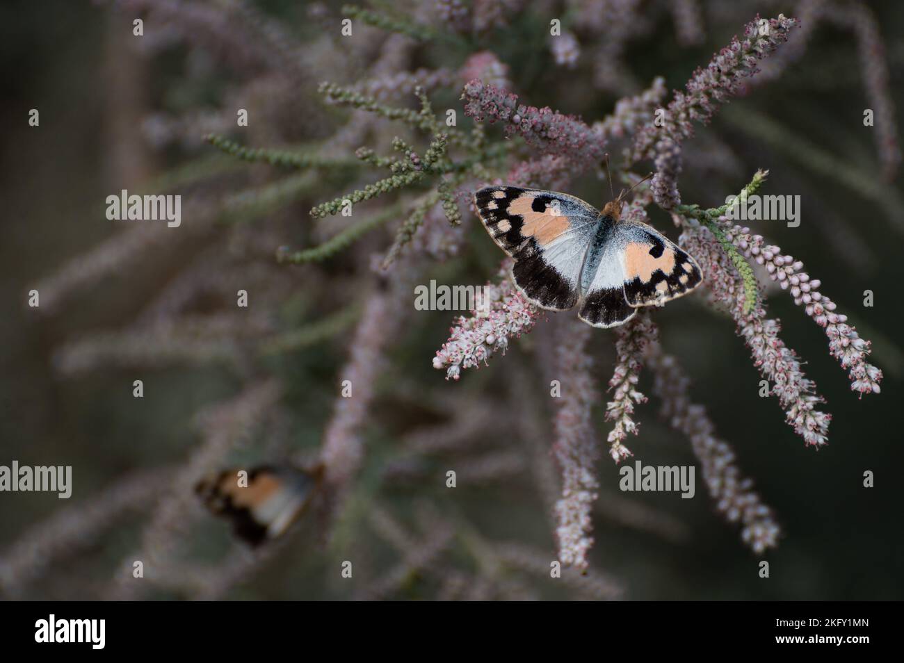 Creation israel hi-res stock photography and images - Alamy