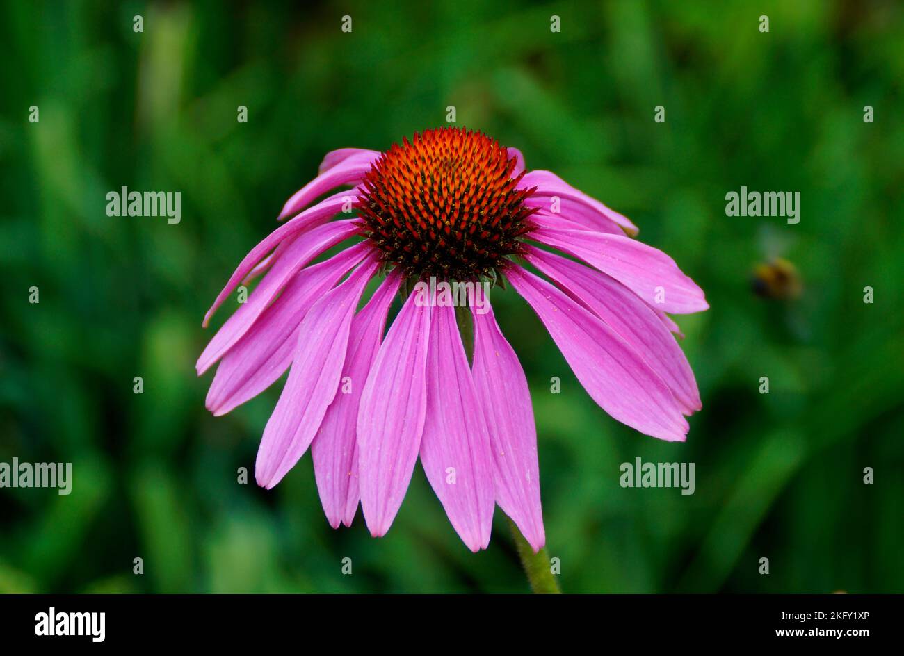 gorgeous large purple coneflower or Echinacea purpurea on a fine summer ...