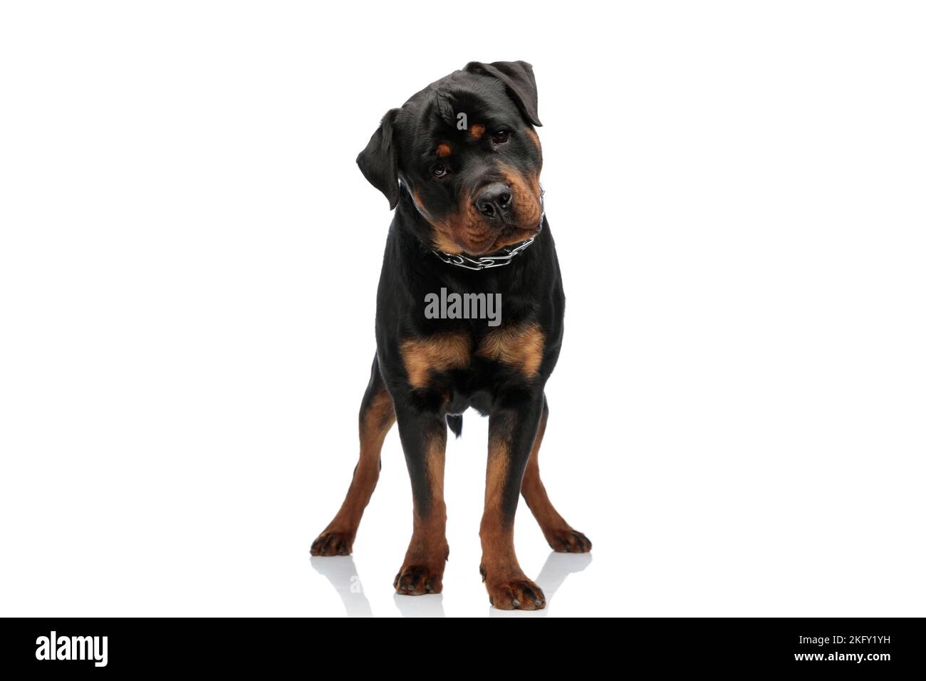 adorable rottweiler dog with collar looking away and standing in front ...