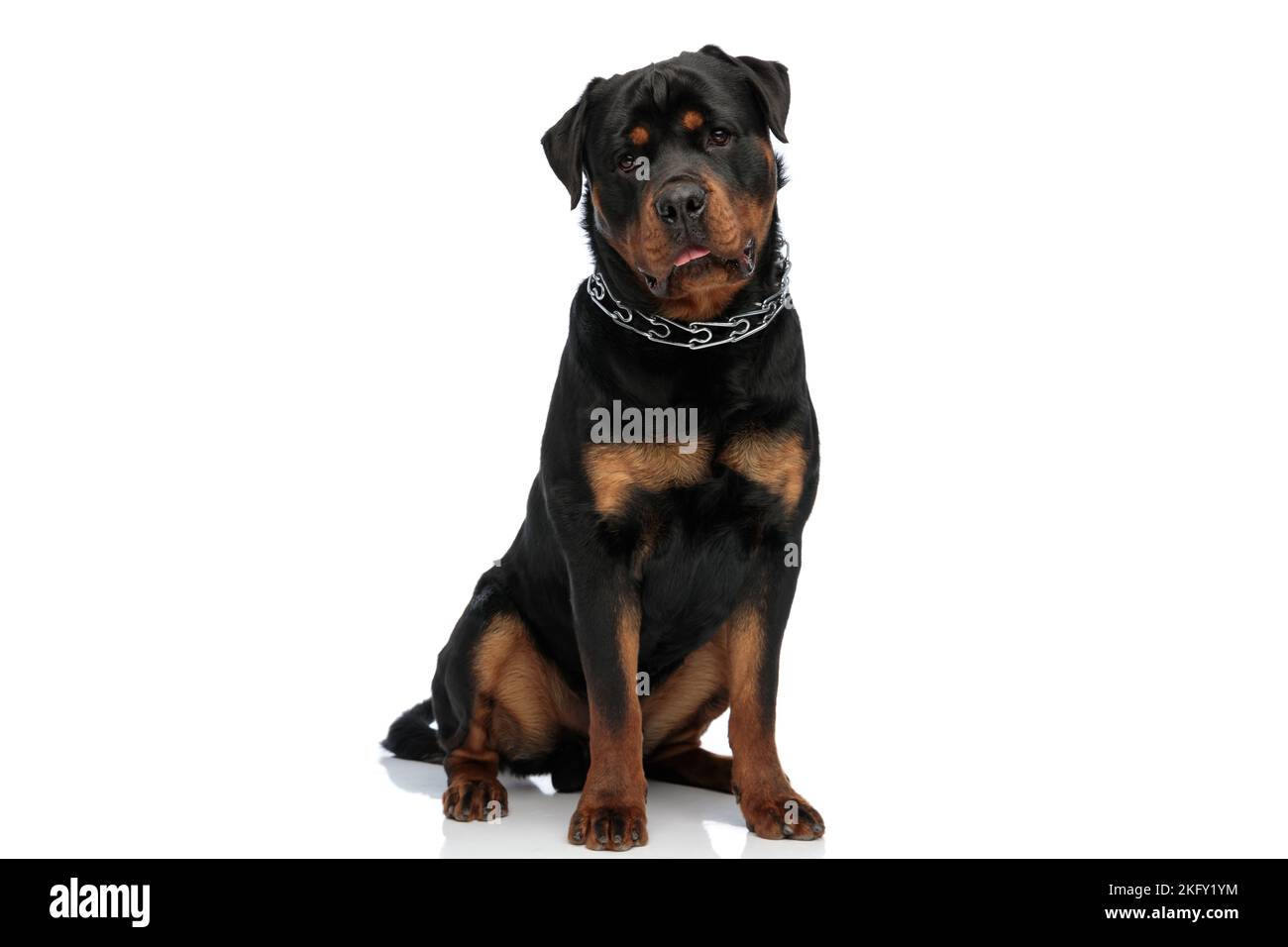 cute rottweiler dog with tongue out panting and being bored, wearing ...