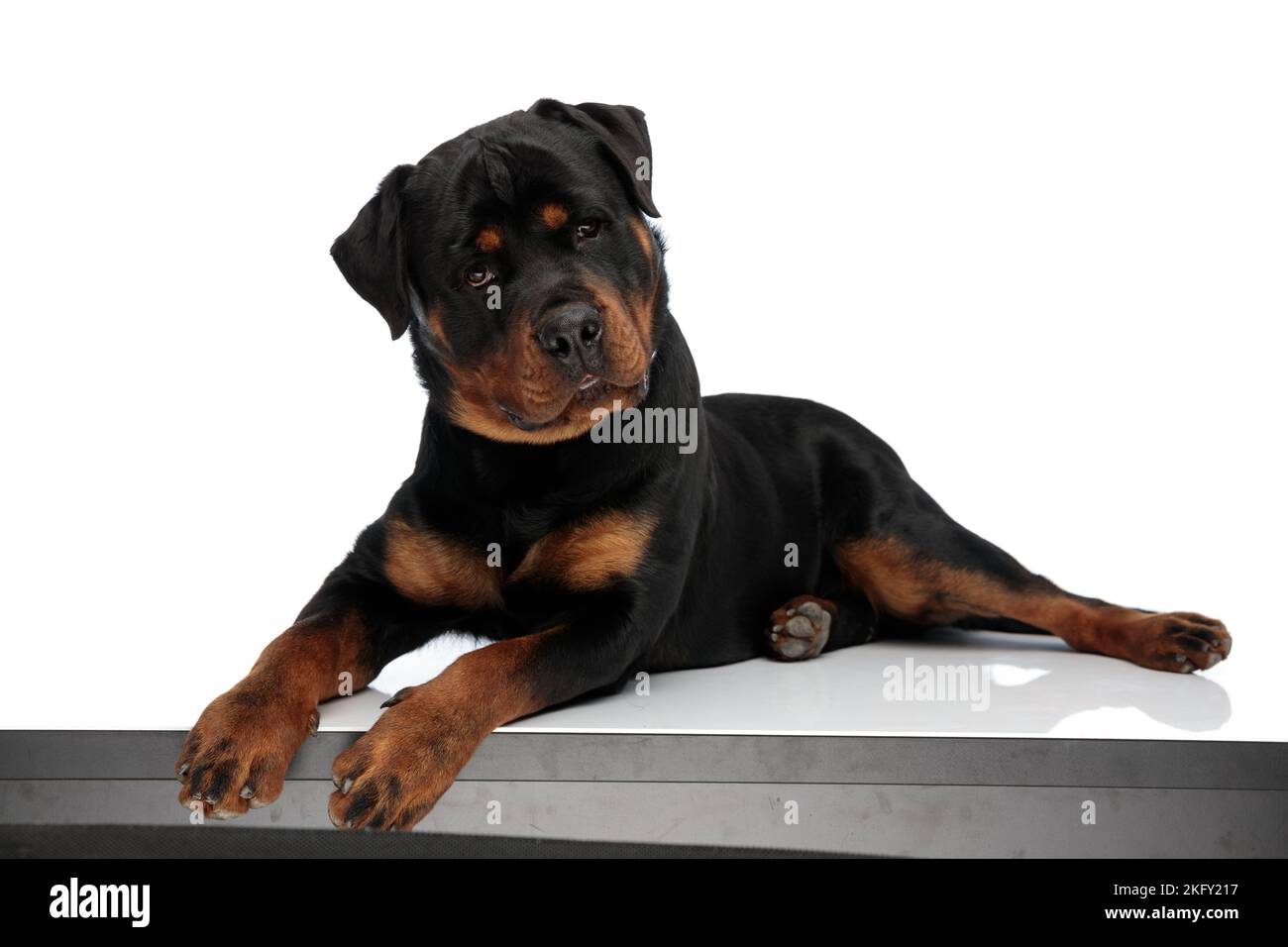 funny rottweiler dog looking up and judging while laying down and ...