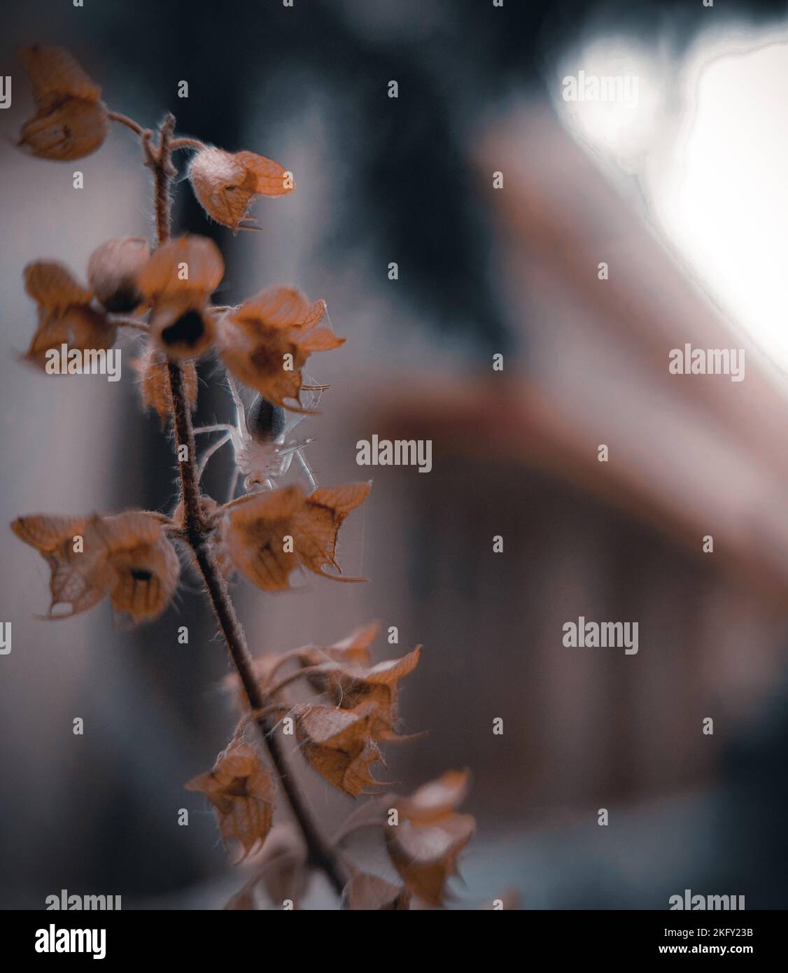 A closeup of Scytodes spider on a yellow plant (Scytodes thoracica ...
