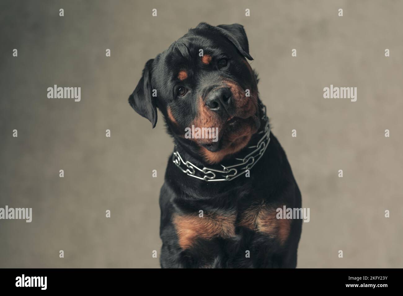sweet rottwiler puppy holding head to side and looking up while sitting ...