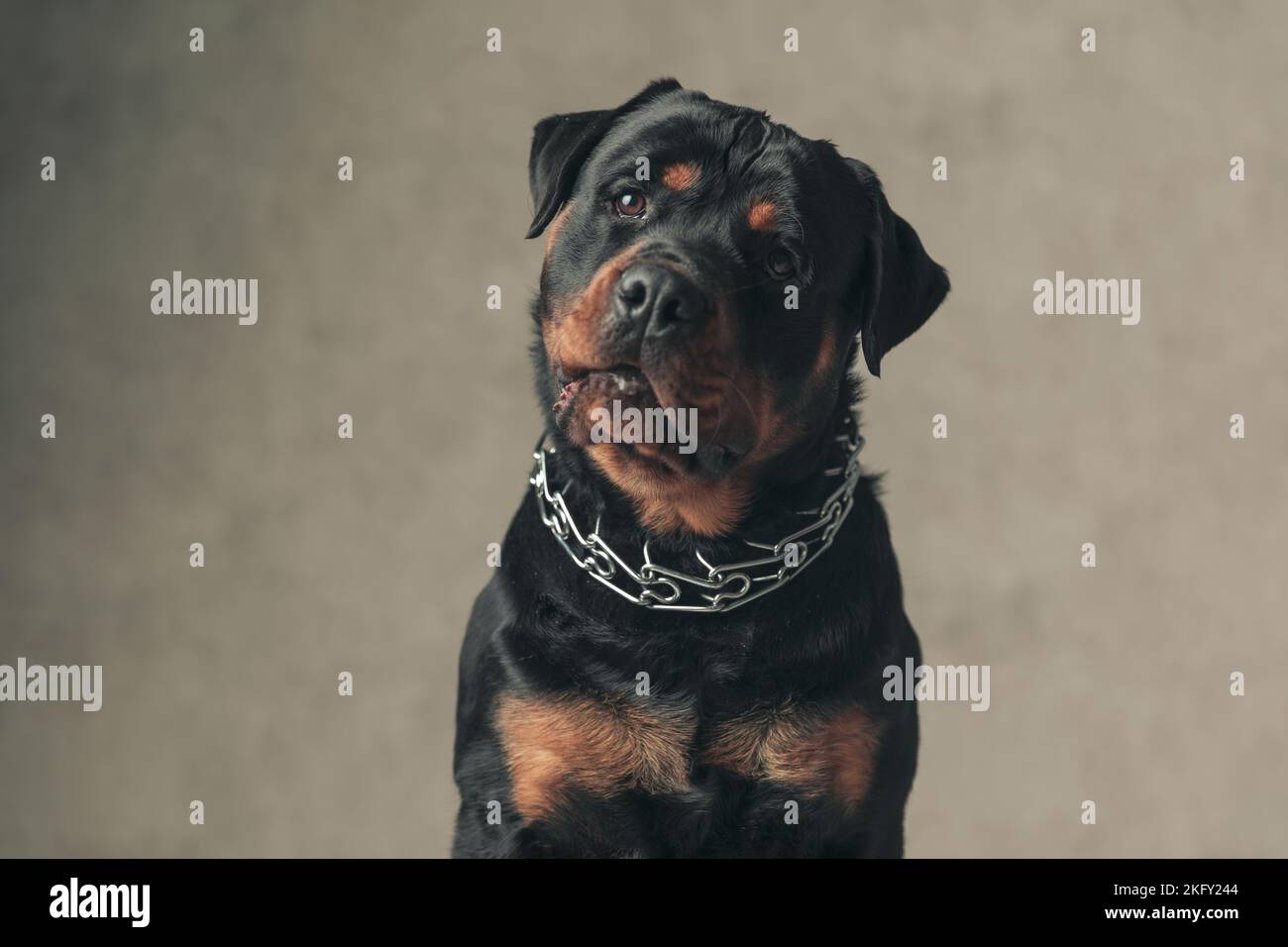 curious rottweiler dog with collar looking up while sitting in front of ...