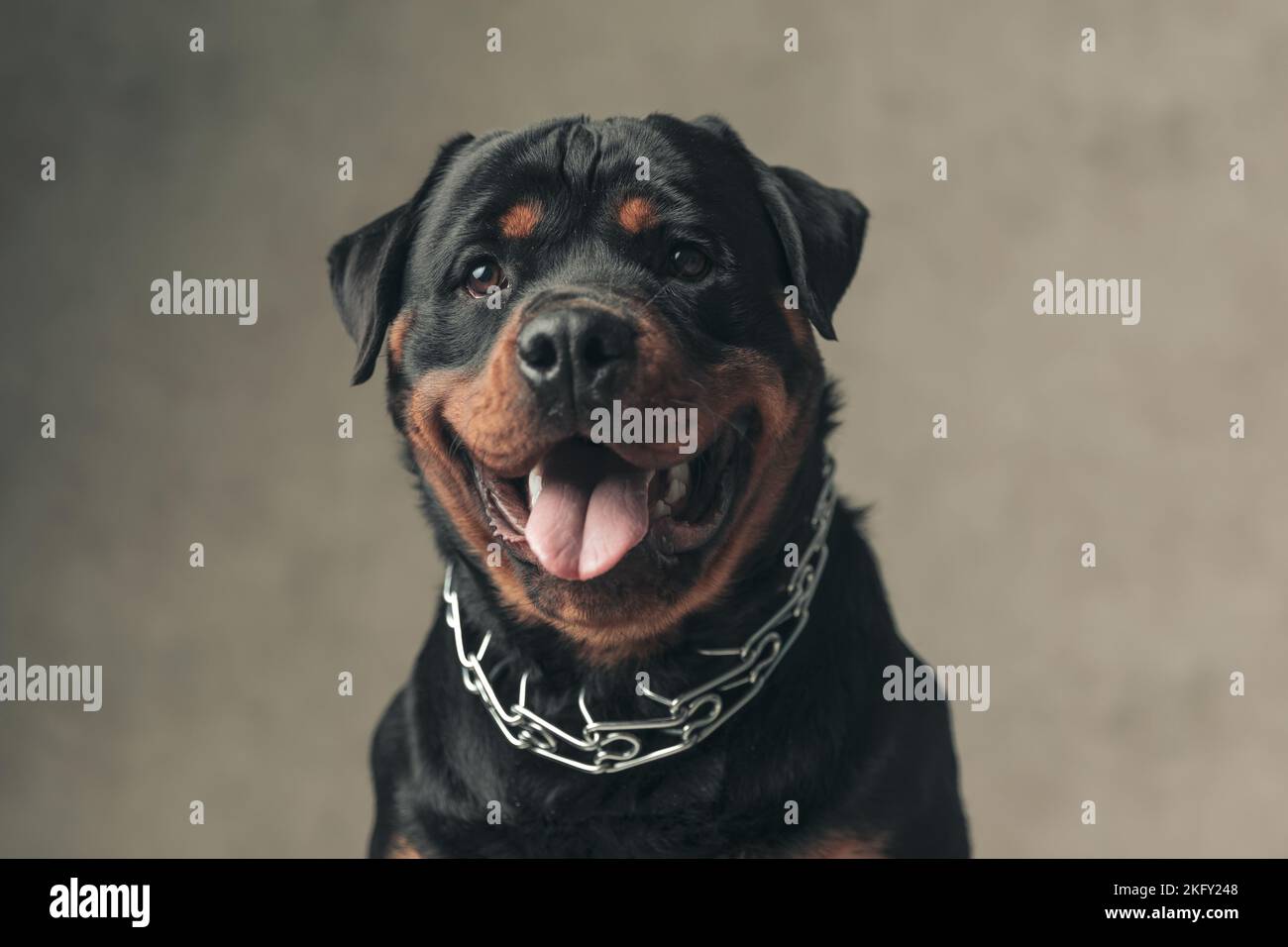 happy rottweiler dog with collar looking up, panting with tongue ...