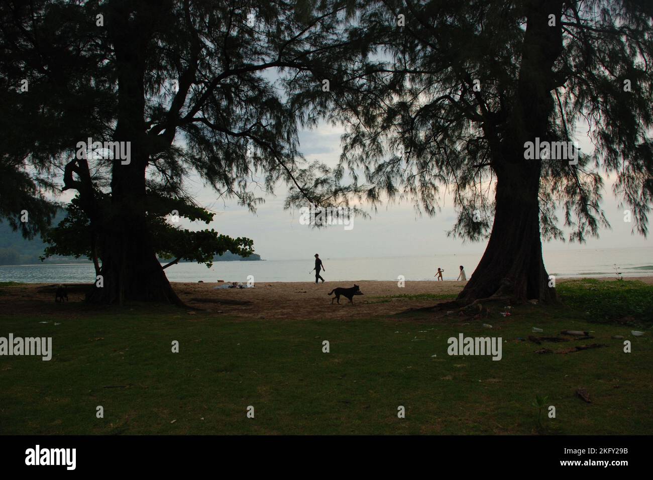 A sea beach with growing big trees Stock Photo - Alamy