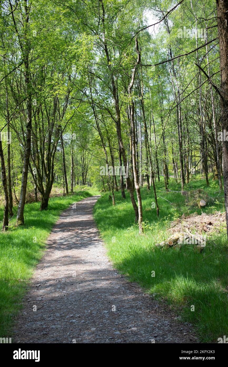 Footpath to High Dam in The English Lake District, Cumbria Stock Photo ...