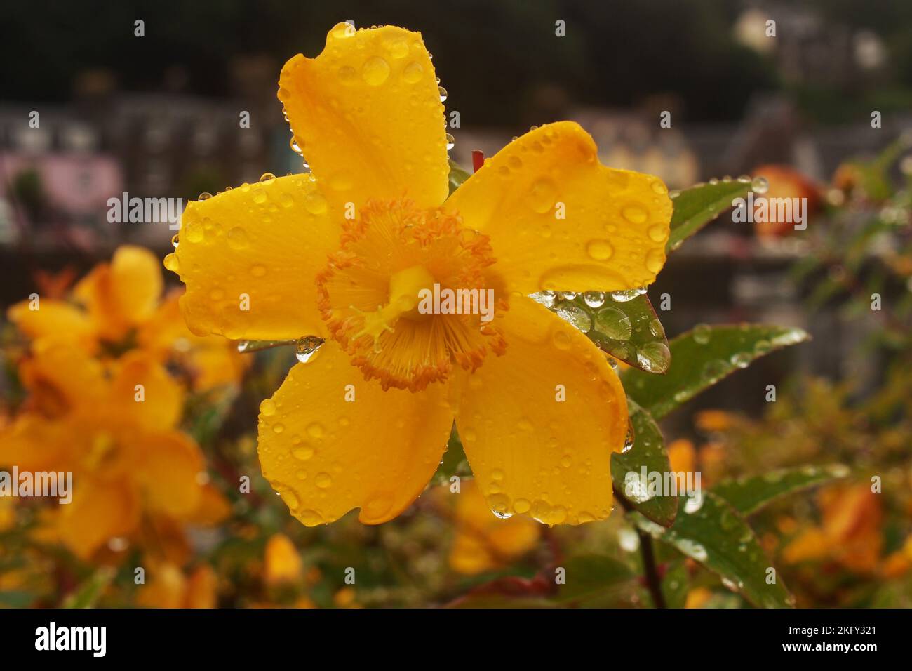 Summer Hypericum Flower covered in raindrops after a shower of rain ...