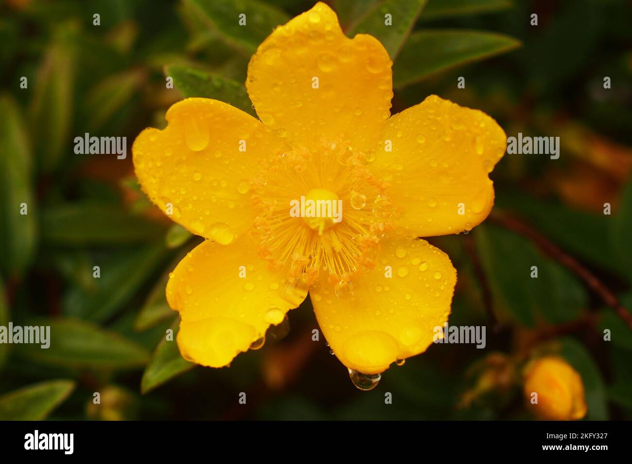 Summer Hypericum Flower covered in raindrops after a shower of rain ...