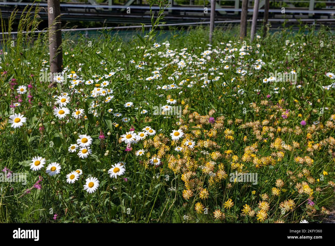 Patch of wild alpine flowers during springtime in Switzerland Stock ...