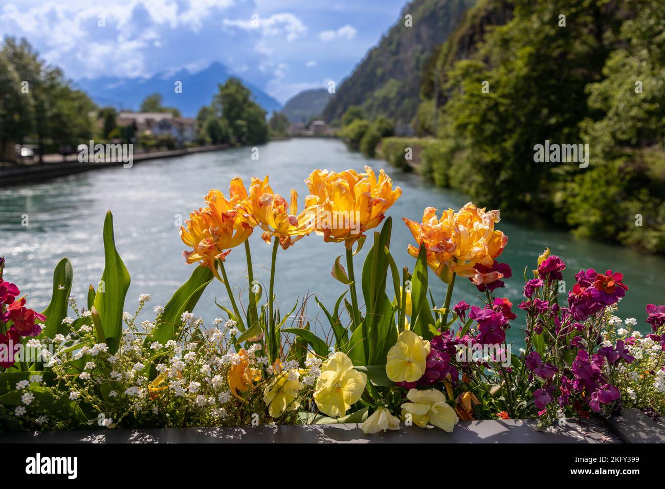 Selective focus on various spring flowers with the Aare river in ...