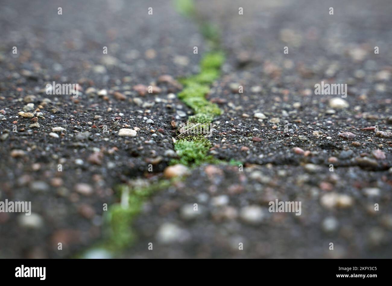 Texture. In the middle of the frame, there is a crack in the asphalt ...