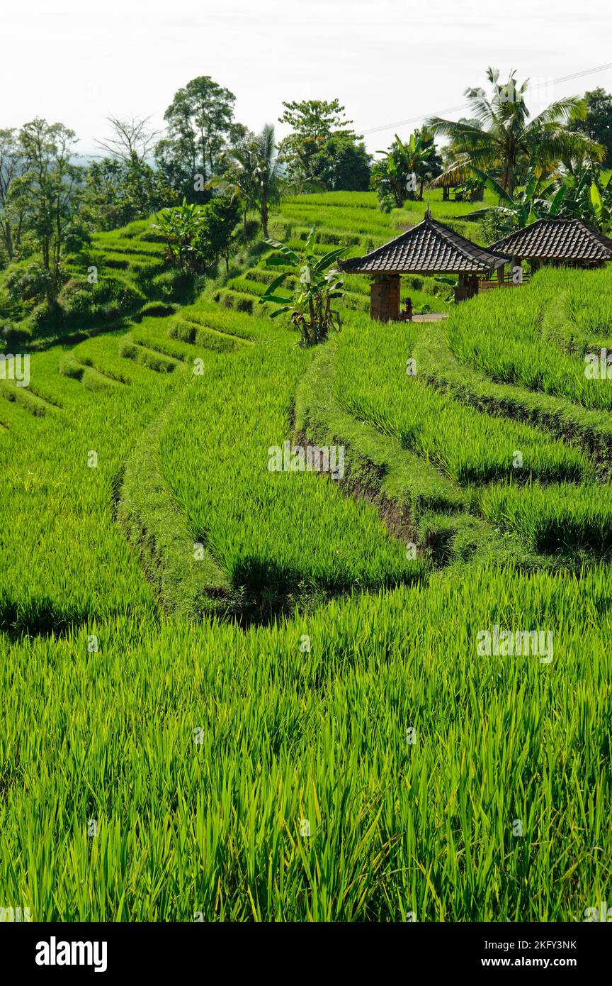 A vertical of a green cultivated landscape with irrigation and gazebos ...