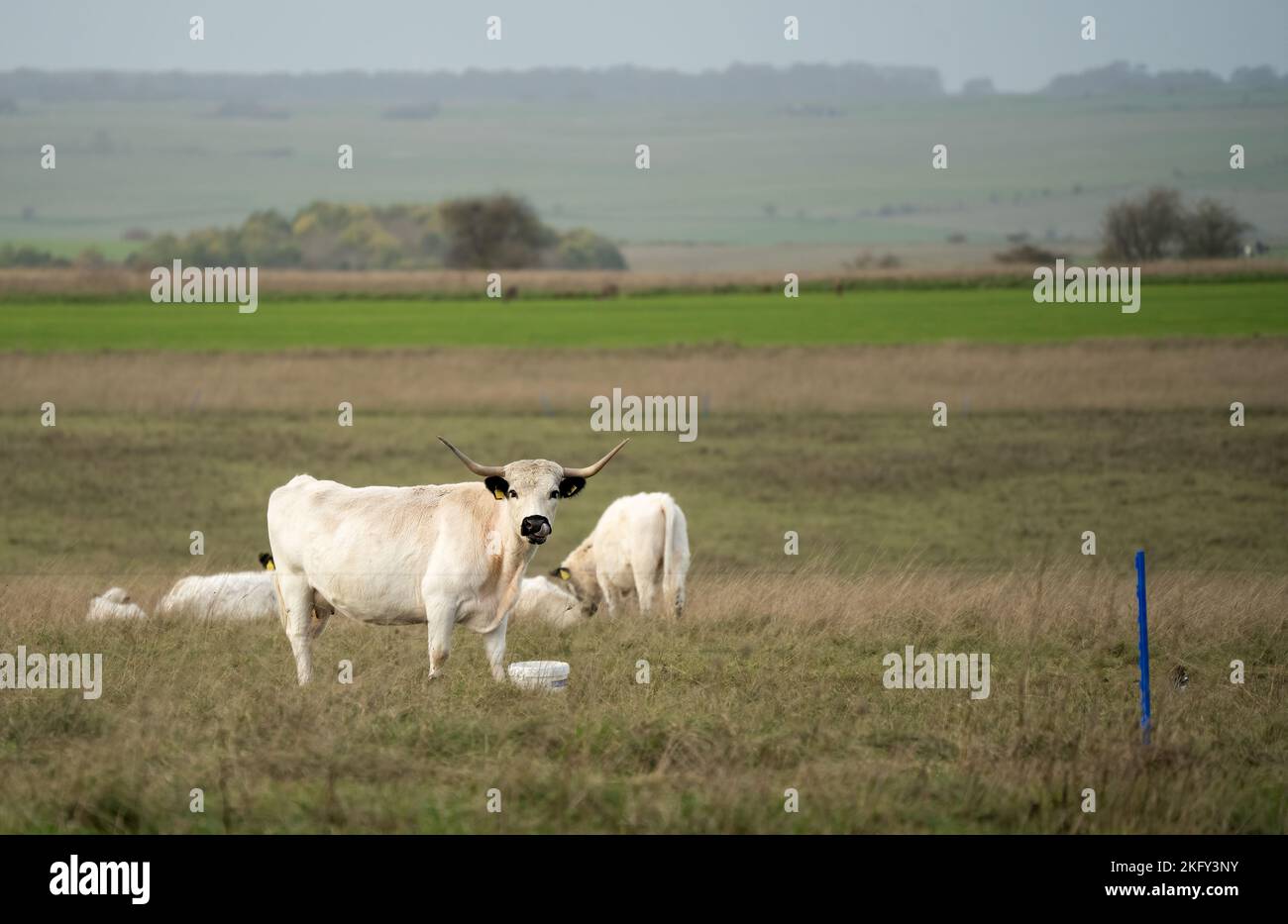 a horned white park cattle cow licking her nose, chalkland meadow ...