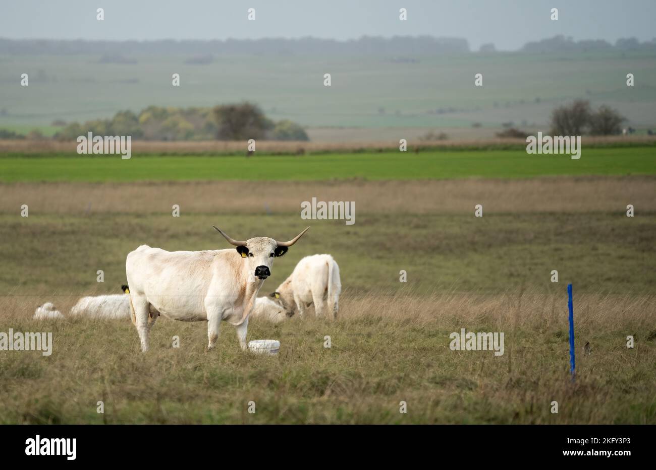 a horned white park cattle cow licking her nose, chalkland meadow ...