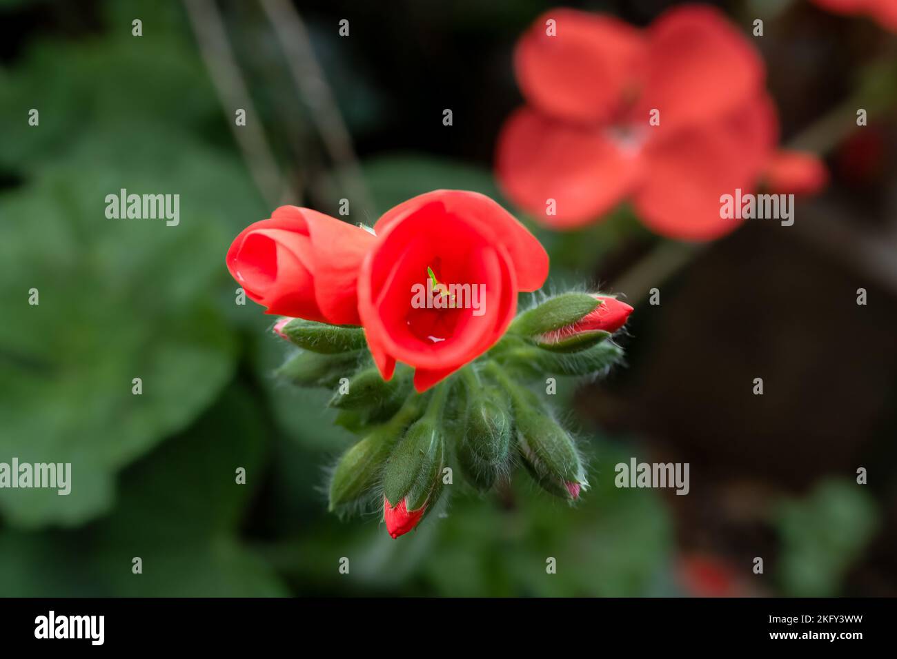 detailed close up of geranium 'Best Red' F1 hybrid, Wilts UK Stock ...