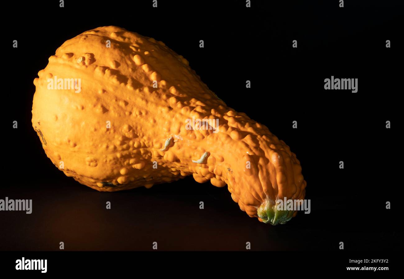 Huge yellow squash reflecting on a black background with copy space ...