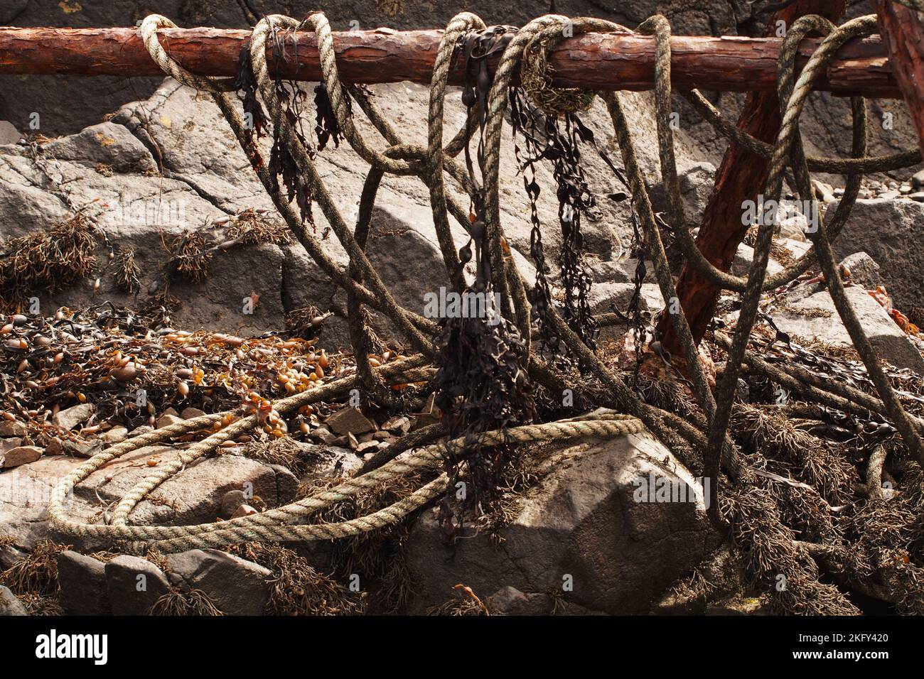 Tangled ropes hanging from a rusty anchor with dried seaweed and rocks ...